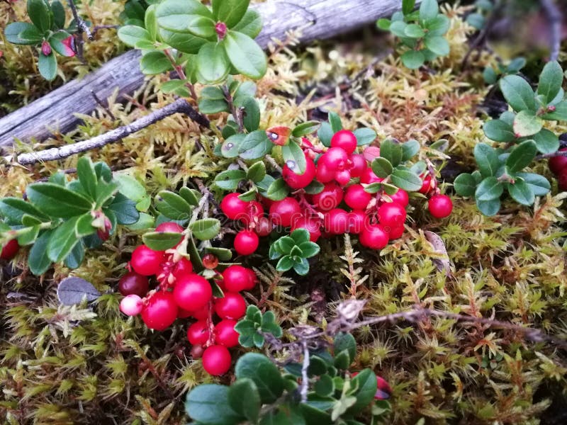 Cowberry stock photo. Image of cranberry, plant, shrub - 100749096