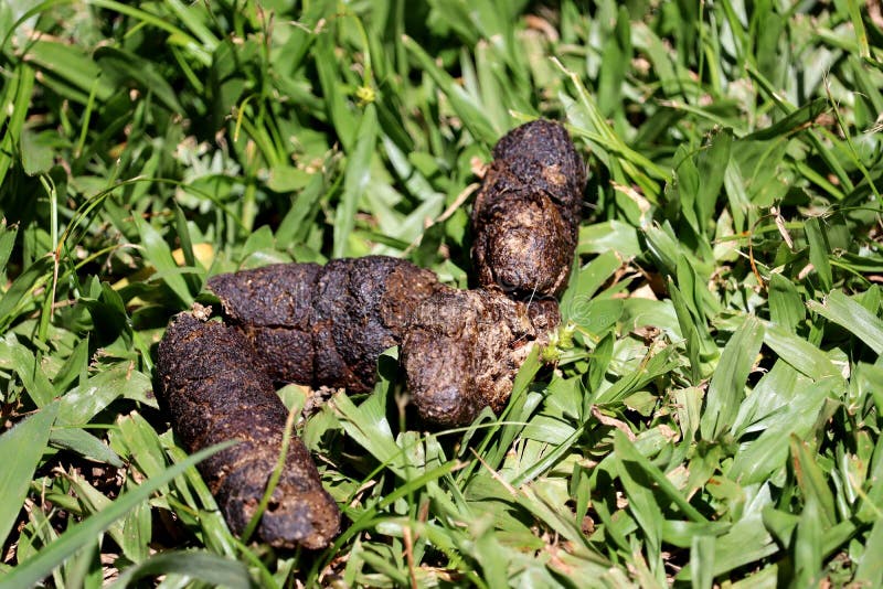 Dog droppings stock photo. Image of green, droppings - 201244216 Dog droppings stock photo. Image of green, droppings - 201244216
