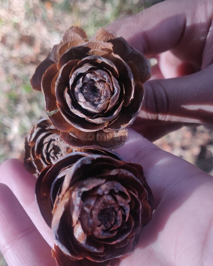 Collecting Fallen Pine Cones of Deodar Trees Stock Image - Image of ...