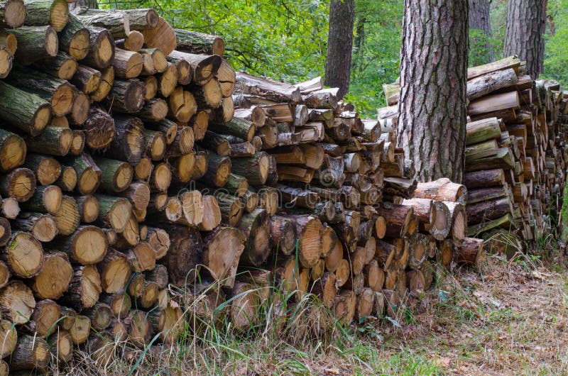 280 Collecting Fire Wood Stock Photos - Free & Royalty-Free Stock ...