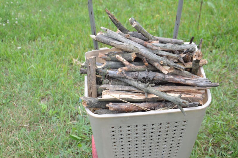 Collecting Firewood for Lighting the Stove from the Forest Stock Image ...
