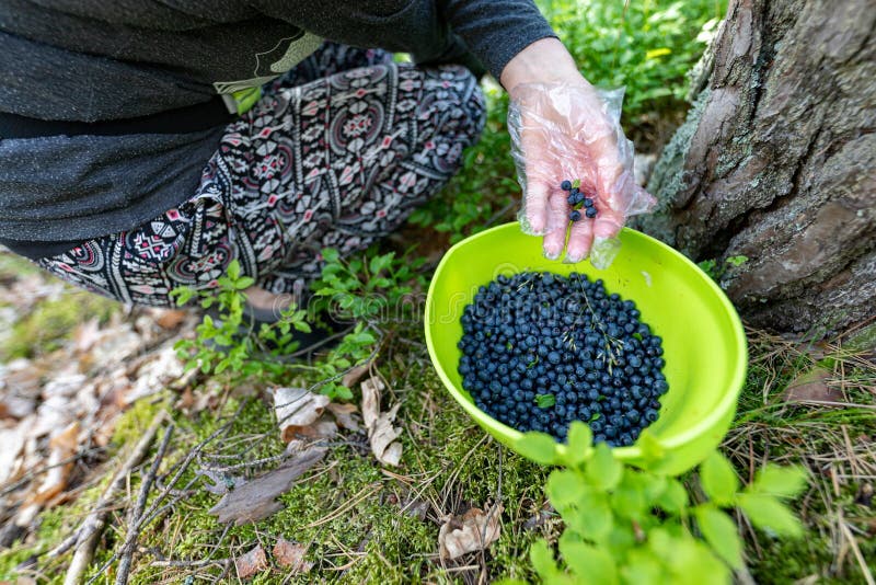 Collecting Forest Berries in the Forest. Harvesting Fruit in the Forest ...