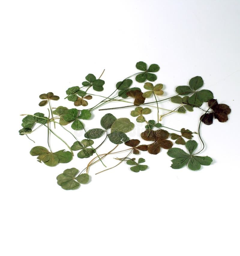 Collecting Four-Leaf Clovers Stock Image - Image of stems, lucky: 24064225