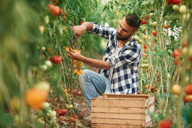 Collecting Fresh Tomatoes. Beautiful Young Man is in the Garden Stock ...