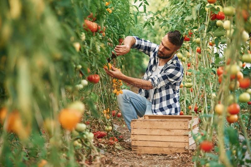 Collecting Fresh Tomatoes. Beautiful Young Man is in the Garden Stock ...