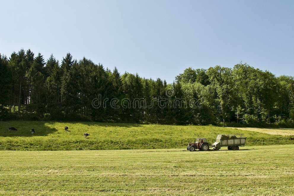 Collecting grass stock image. Image of countryside, collecting - 5181739