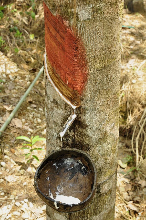 Latex Secretions Stock Photos - Free & Royalty-Free Stock Photos from ...