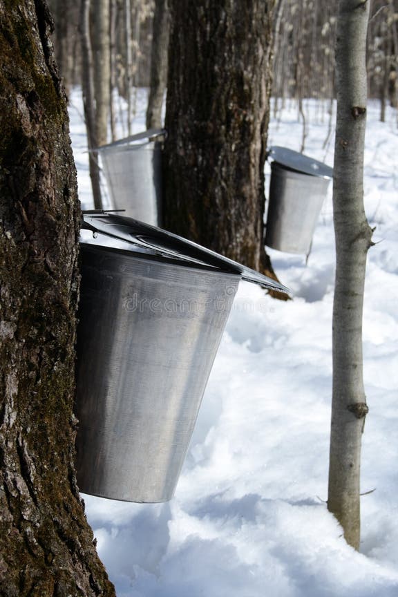 Collecting maple sap stock image. Image of sirop, syrup - 2295647