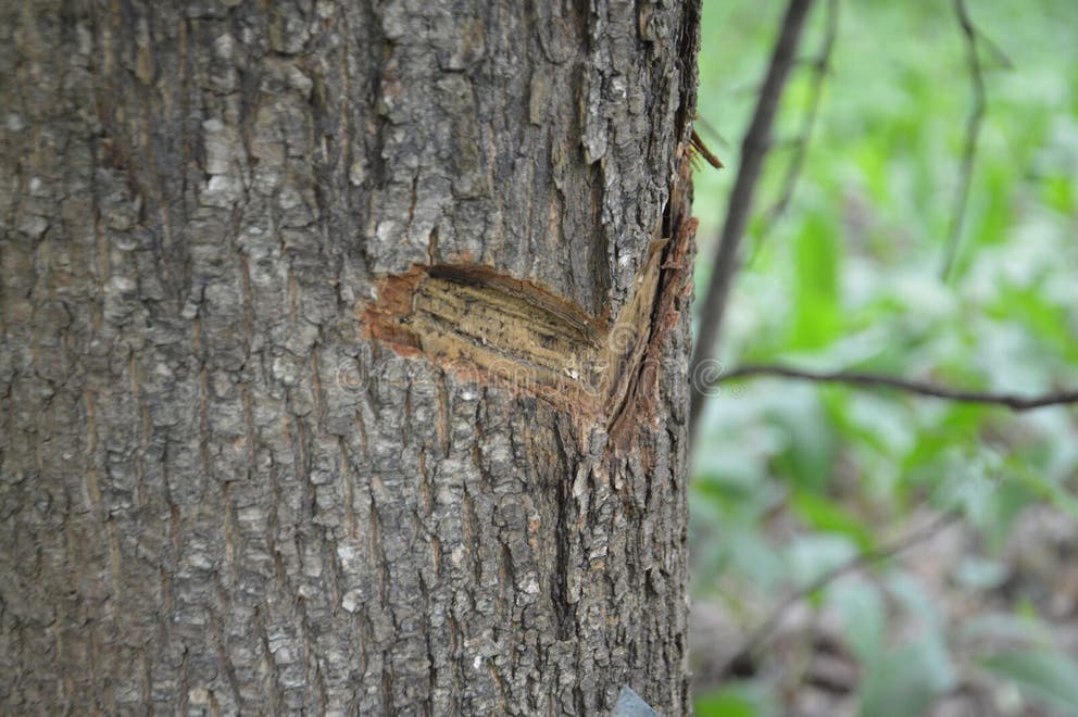 Collecting Maple Sap on a Tree in a Forest Stock Image - Image of ...