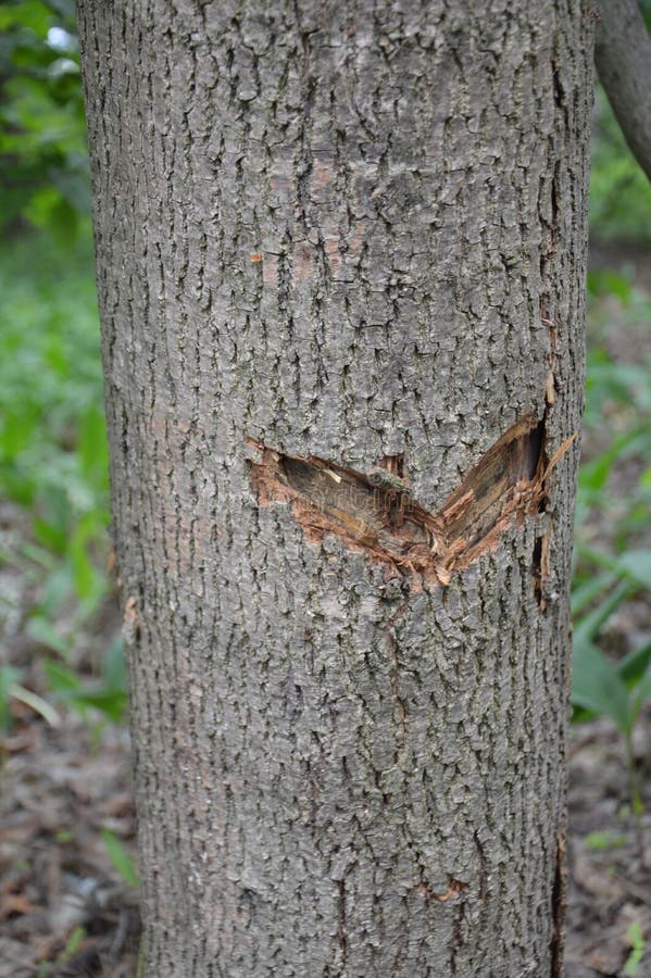 Collecting Maple Sap on a Tree in a Forest Stock Photo - Image of ...