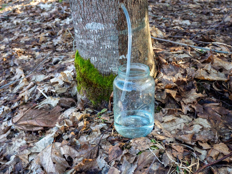 Collecting maple sap stock photo. Image of closeup, hole - 309573496