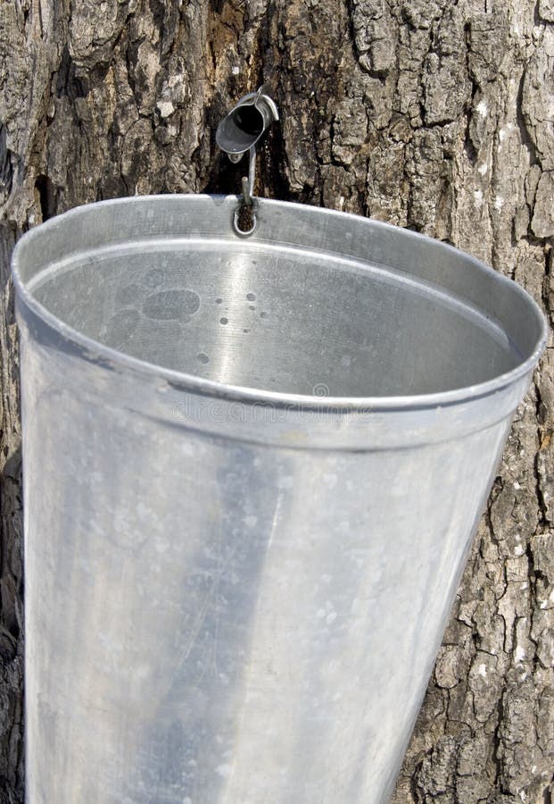 Collecting Maple Tree Sap stock image. Image of energy - 4602329