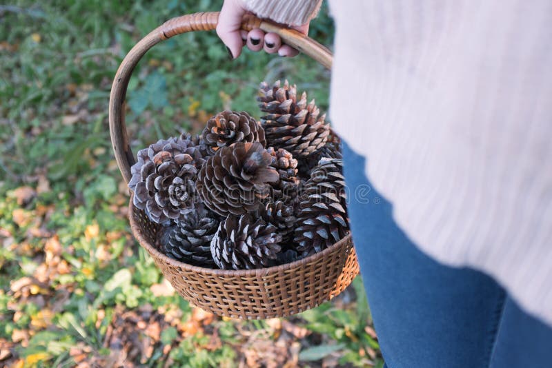 Collecting pine cones stock image. Image of woman, christmas - 35794341