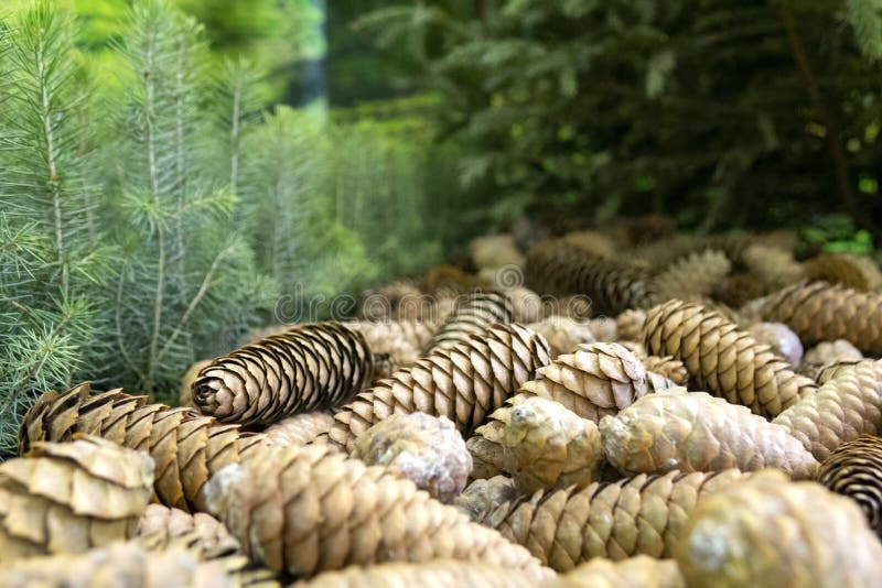Collecting Pine Pollen from Cones of Coniferous Trees in Spring. Stock ...