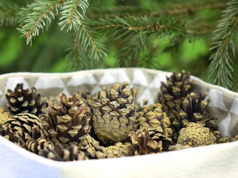 Collecting Pine Pollen from Cones of Coniferous Trees in Spring. Stock ...