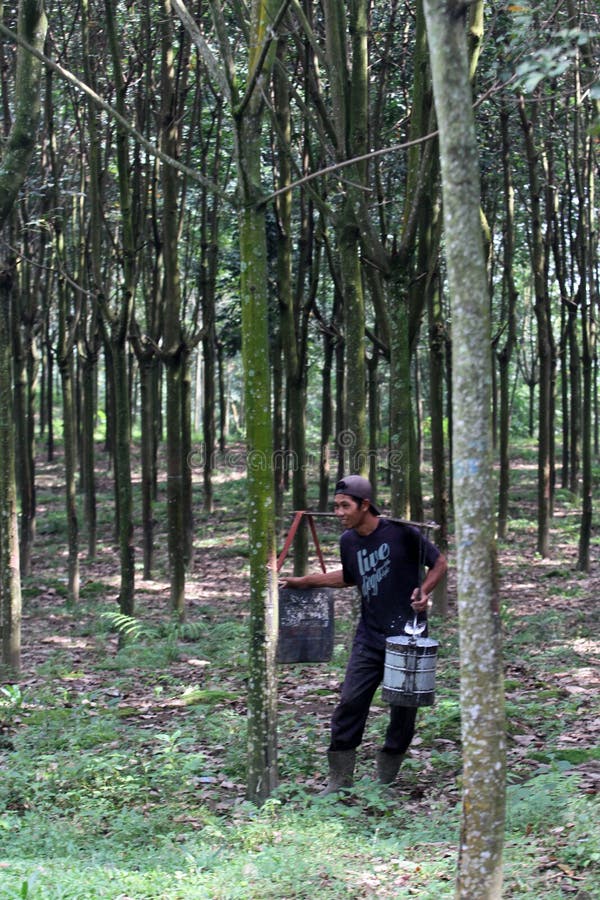 Collecting rubber tapping editorial image. Image of rubber - 71761425