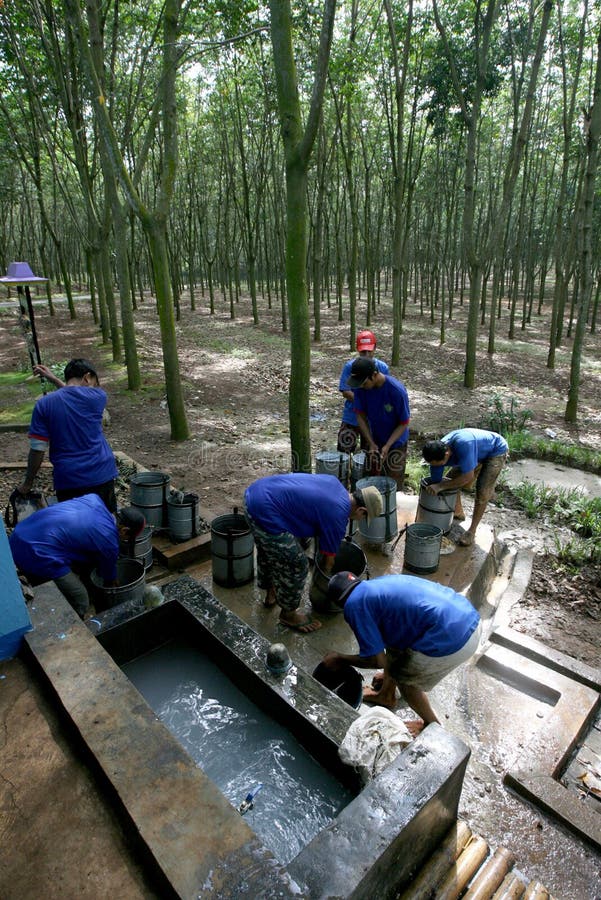 Rubber Tapping. Source of Natural Rubber Latex Tapping from Rubber ...
