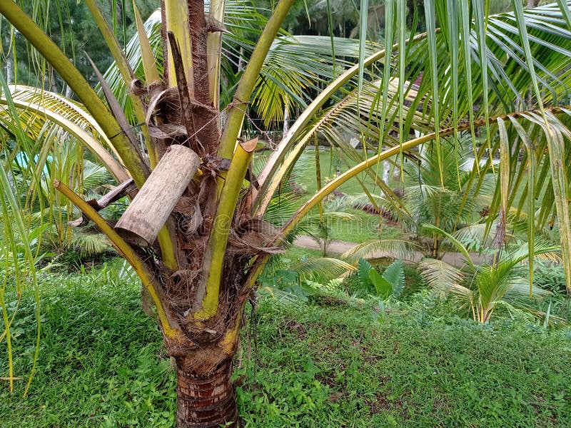 Coconut sap collection. stock photo. Image of cultivated - 366151666