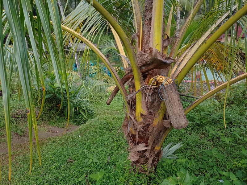 Coconut sap collection. stock photo. Image of food, resort - 366151692