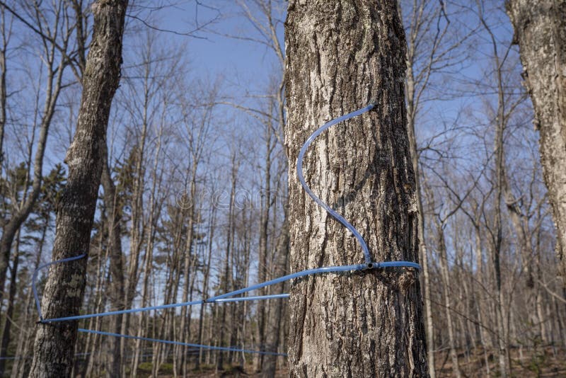 Collecting Sap with Modern Plastic Tubing. Stock Photo - Image of ...