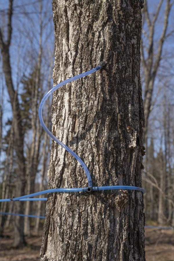 Collecting Sap with Modern Plastic Tubing. Stock Photo - Image of ...