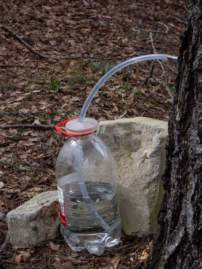 Collecting Sap from Trunk of Birch Tree in Spring. a Birch Tree Tapped ...