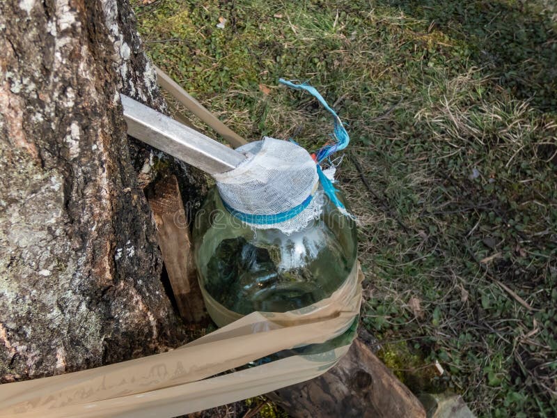 Collecting Sap from Trunk of Birch Tree in Spring. Birch Tree Tapped in ...