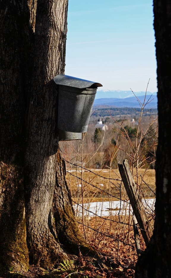 Collecting sap with a view stock photo. Image of sunny - 24303670