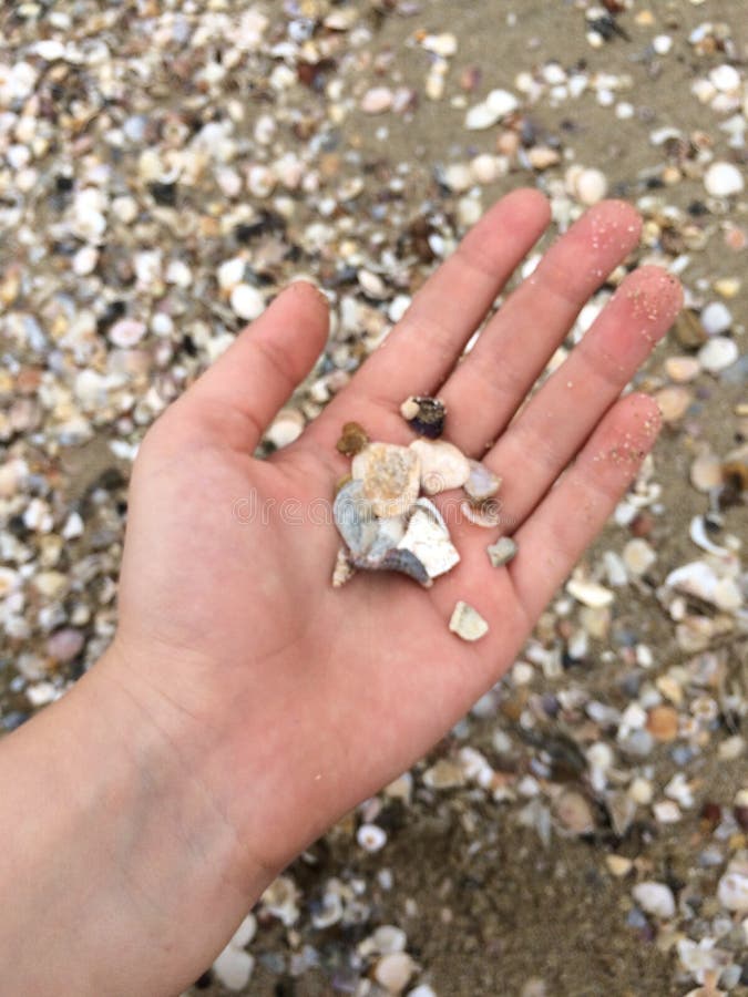Collecting shells stock image. Image of beach, holding - 71341083