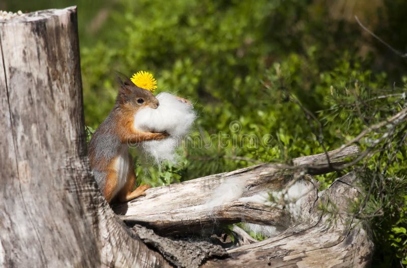 Squirrel Collecting Nesting Material Stock Photos - Free & Royalty-Free ...
