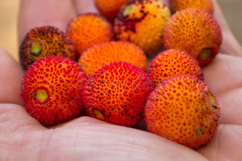 Collecting Wild Strawberry Trees from the Arbutus Unedo. Stock Photo ...