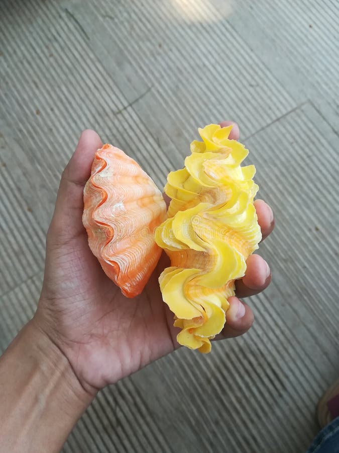 Collecting Yellow and Orange Shells Stock Photo - Image of beauty ...