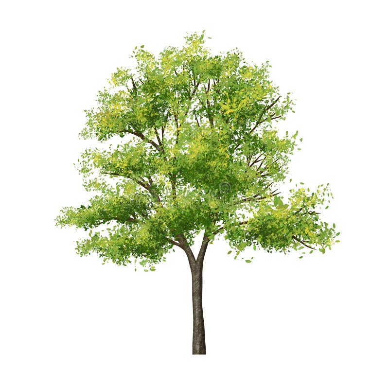 Green Tree Side View Isolated on White Background Stock Illustration ...