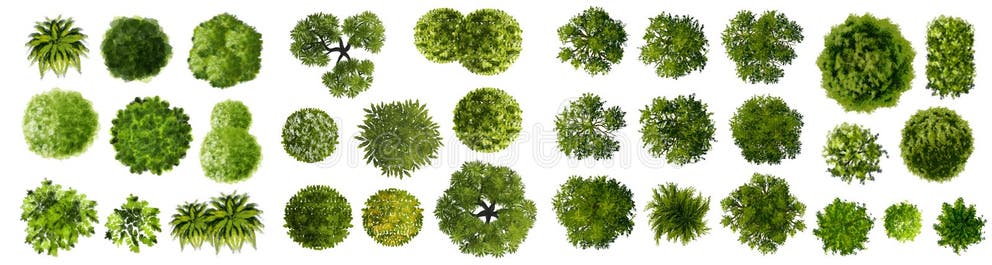 Tree Top View Stock Illustrations – 94,672 Tree Top View Stock ...