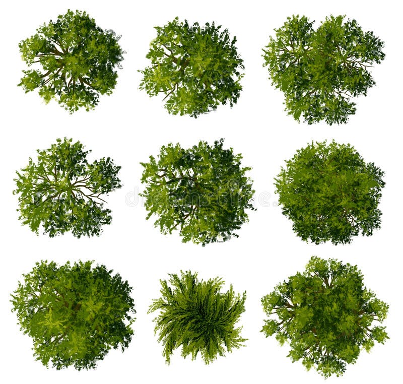Abstract Green Tree Top View Stock Illustration - Illustration of ...