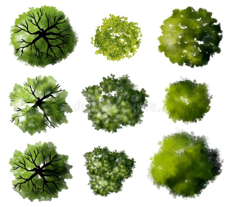 Watercolor tree top view stock illustration. Illustration of garden ...