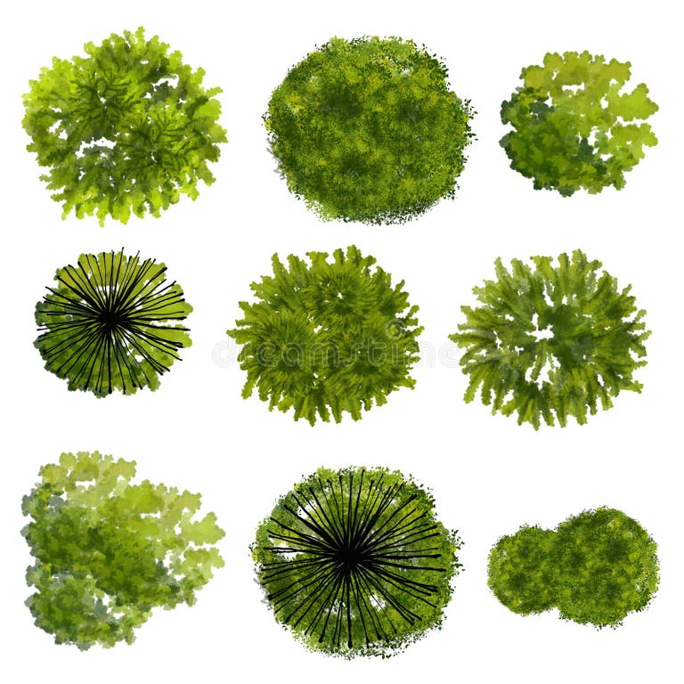 Watercolor Tree Plan Stock Illustrations – 916 Watercolor Tree Plan ...