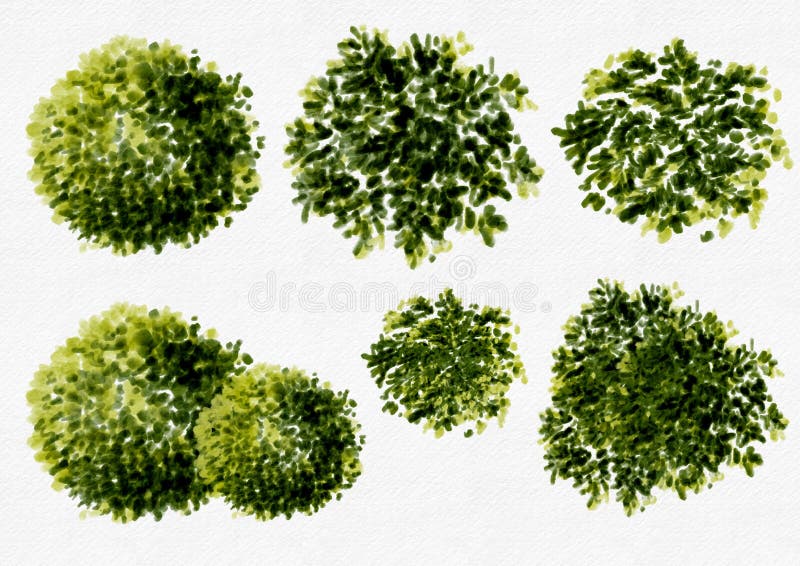 Watercolor tree top view stock photo. Image of isolated - 199098728