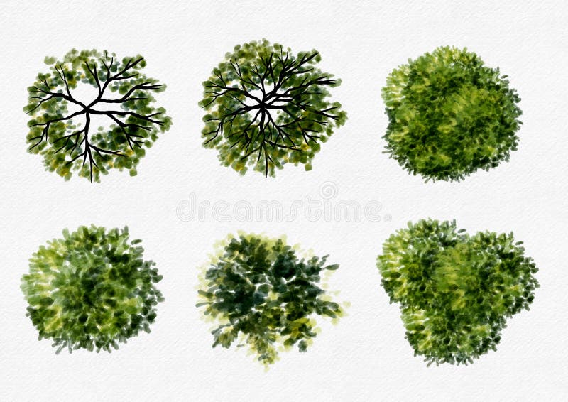 Watercolor tree top view stock photo. Image of painting - 199098744