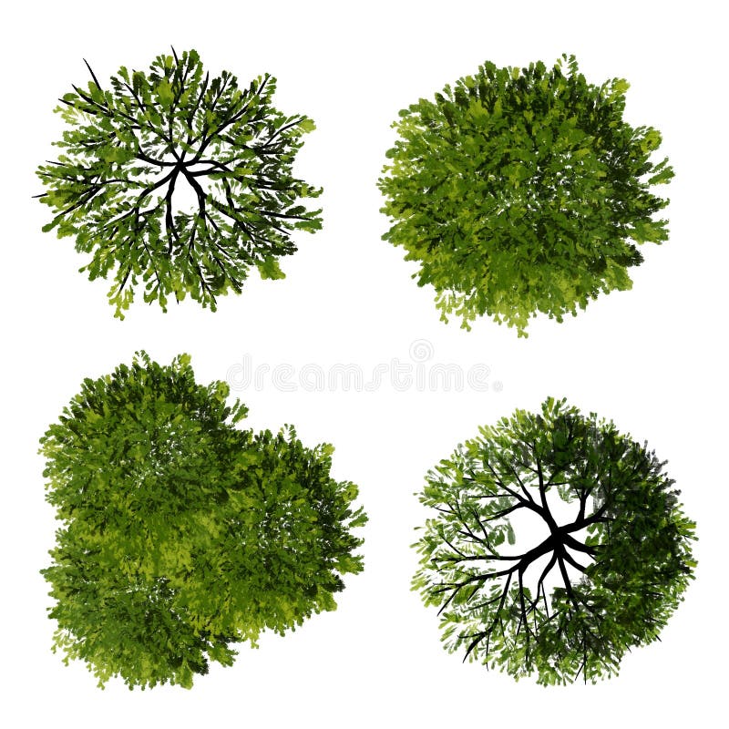 Watercolor tree top view stock image. Image of plan - 199098833