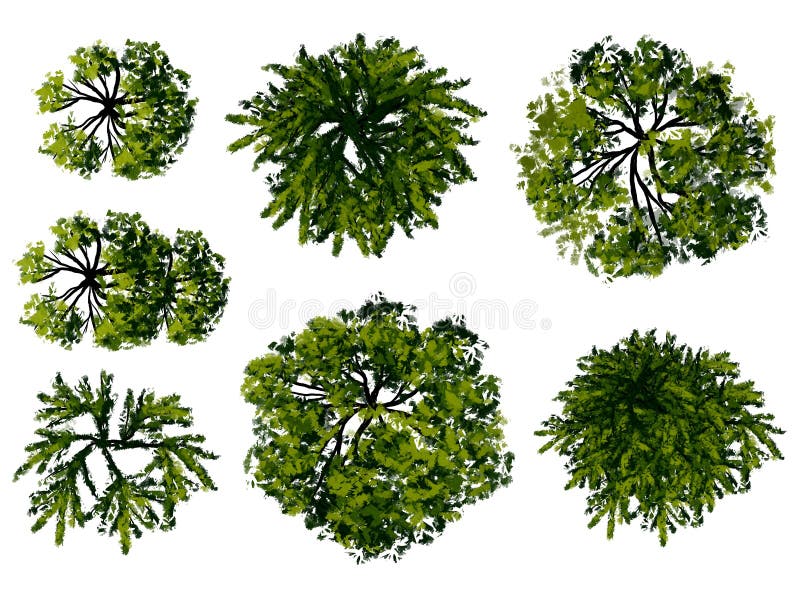 Watercolor tree top view stock photo. Image of painting - 199098852