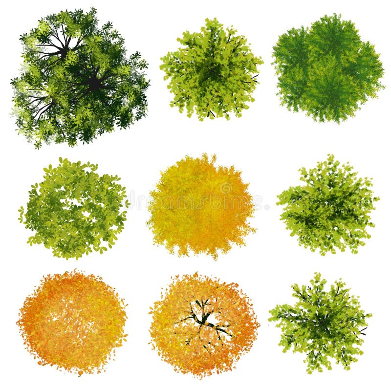 Watercolor tree top view stock photo. Image of garden - 199102136