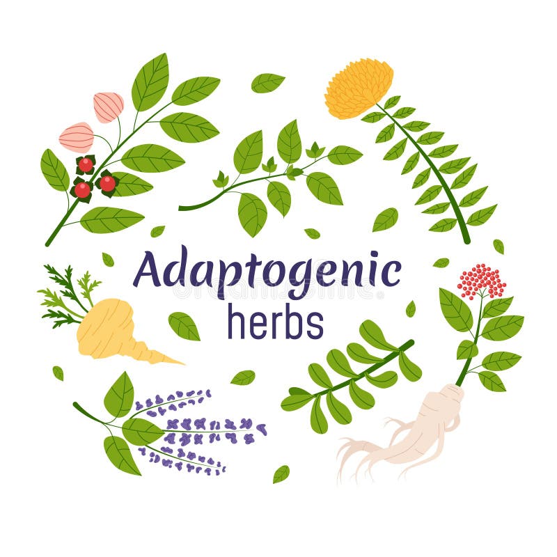 Collection of Adaptogen Plants. Set of Ayurvedic Herbs Stock Vector ...