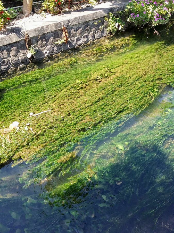 A Collection of Algae that Grows in Long Stretches in a River Which is ...