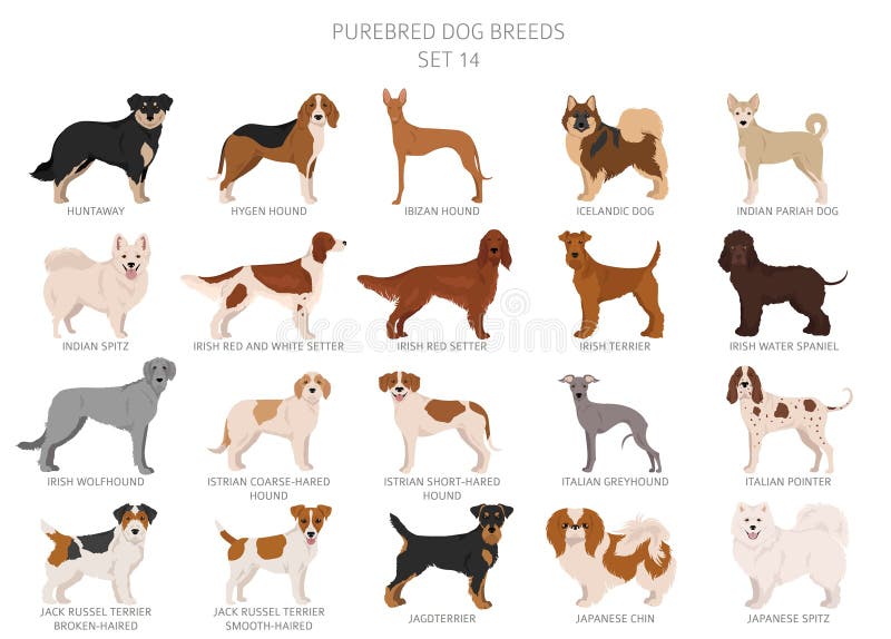 Collection of All Dog Breeds. Collection in 28 Sets Stock Vector ...