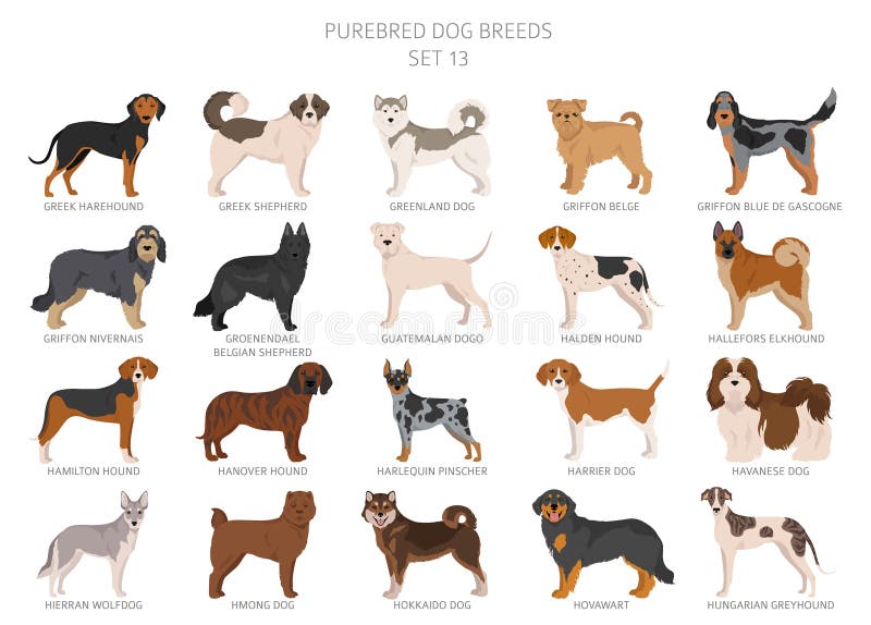 Collection of All Dog Breeds. Collection in 28 Sets Stock Vector ...