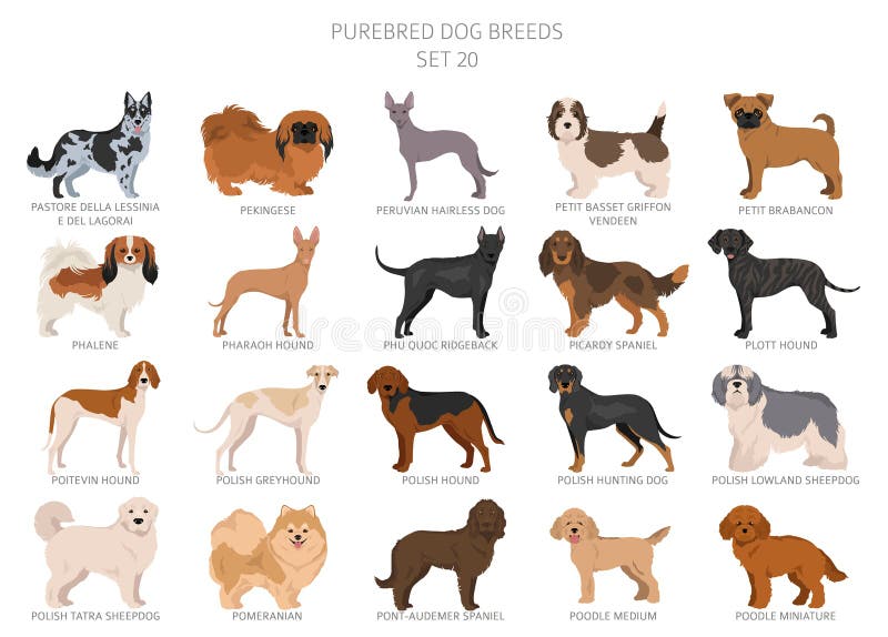 Collection of All Dog Breeds. Collection in 28 Sets Stock Vector ...