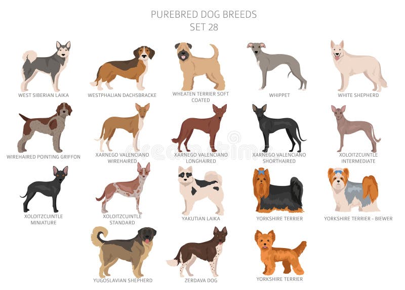 Collection of All Dog Breeds. Collection in 28 Sets Stock Vector ...