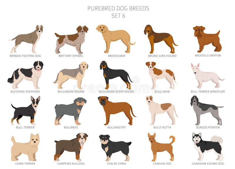 Collection of All Dog Breeds. Collection in 28 Sets Stock Vector ...