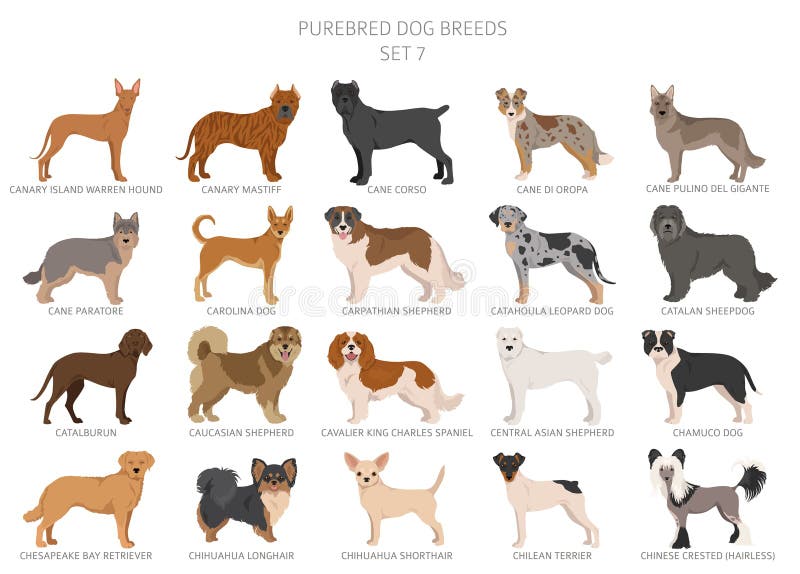 Collection of All Dog Breeds. Collection in 28 Sets Stock Vector ...